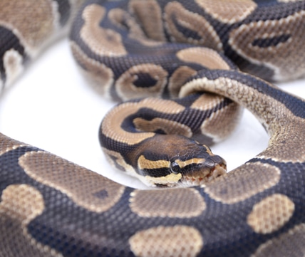 BeWild Reptile Rescue - MorphMarket