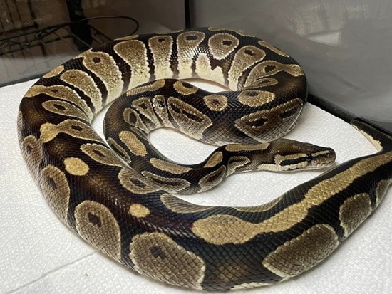 "Chaucer" - Ball Python by BeWild Reptile Rescue