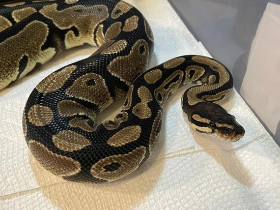 "Avalon" - Ball Python by BeWild Reptile Rescue