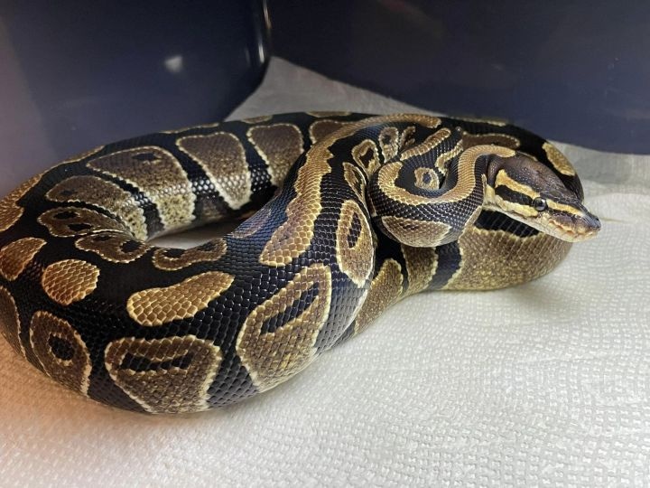 "Gwen" - Ball Python by BeWild Reptile Rescue - MorphMarket