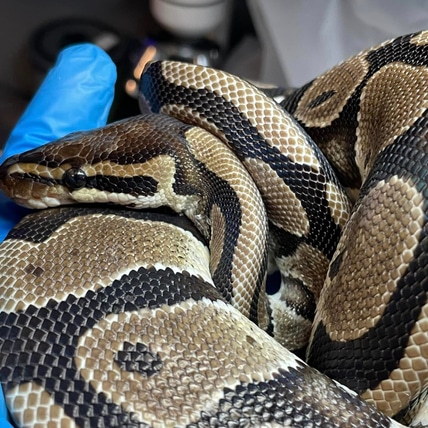 BeWild Reptile Rescue - MorphMarket