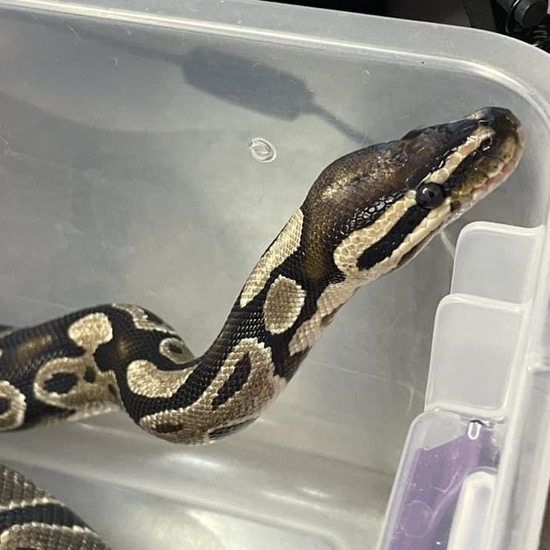 "Alfira" - Ball Python by BeWild Reptile Rescue