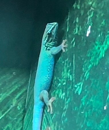 Male Lygodactylus Williamsi Day Gecko by Bex Reptiles