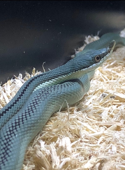 Blue Barons Racer More Colubrid by Bex Reptiles