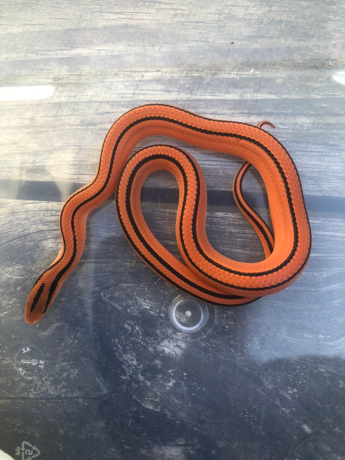 Thai Bamboo Bamboo Rat Snake by Bex Reptiles - MorphMarket