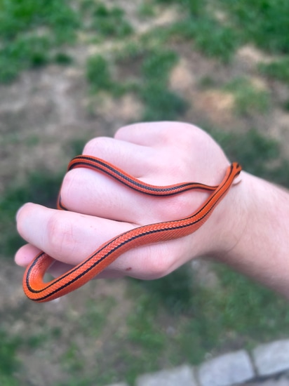 Thai Bamboo (Coxi) Bamboo Rat Snake by Bex Reptiles