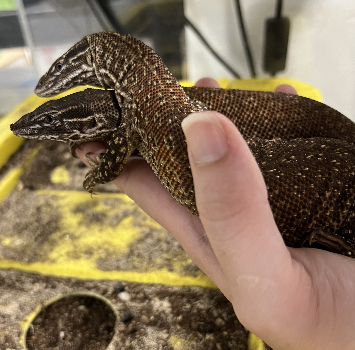 Pair Of Red Ackie Monitors 2020 Spiny-Tailed Monitor by BFCritters ...
