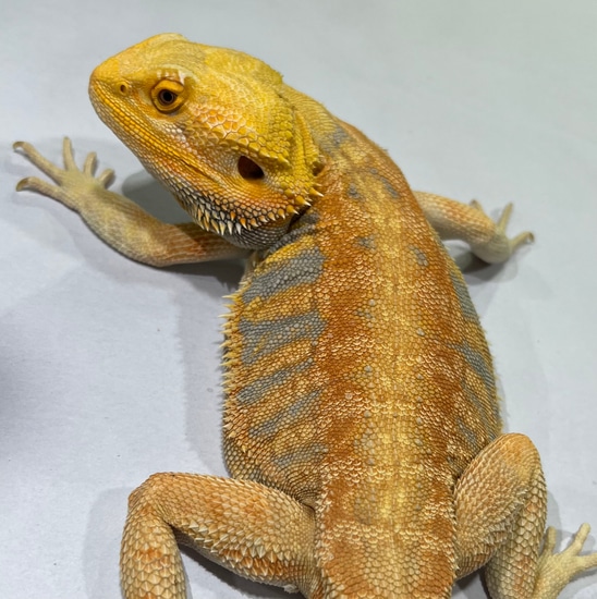 Hypo Citrus Tiger Leatherback Het Trans Bearded Dragon Central Bearded ...