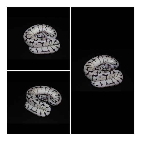 Zebra Bee Het Clown Ball Python by The Gecko Dude