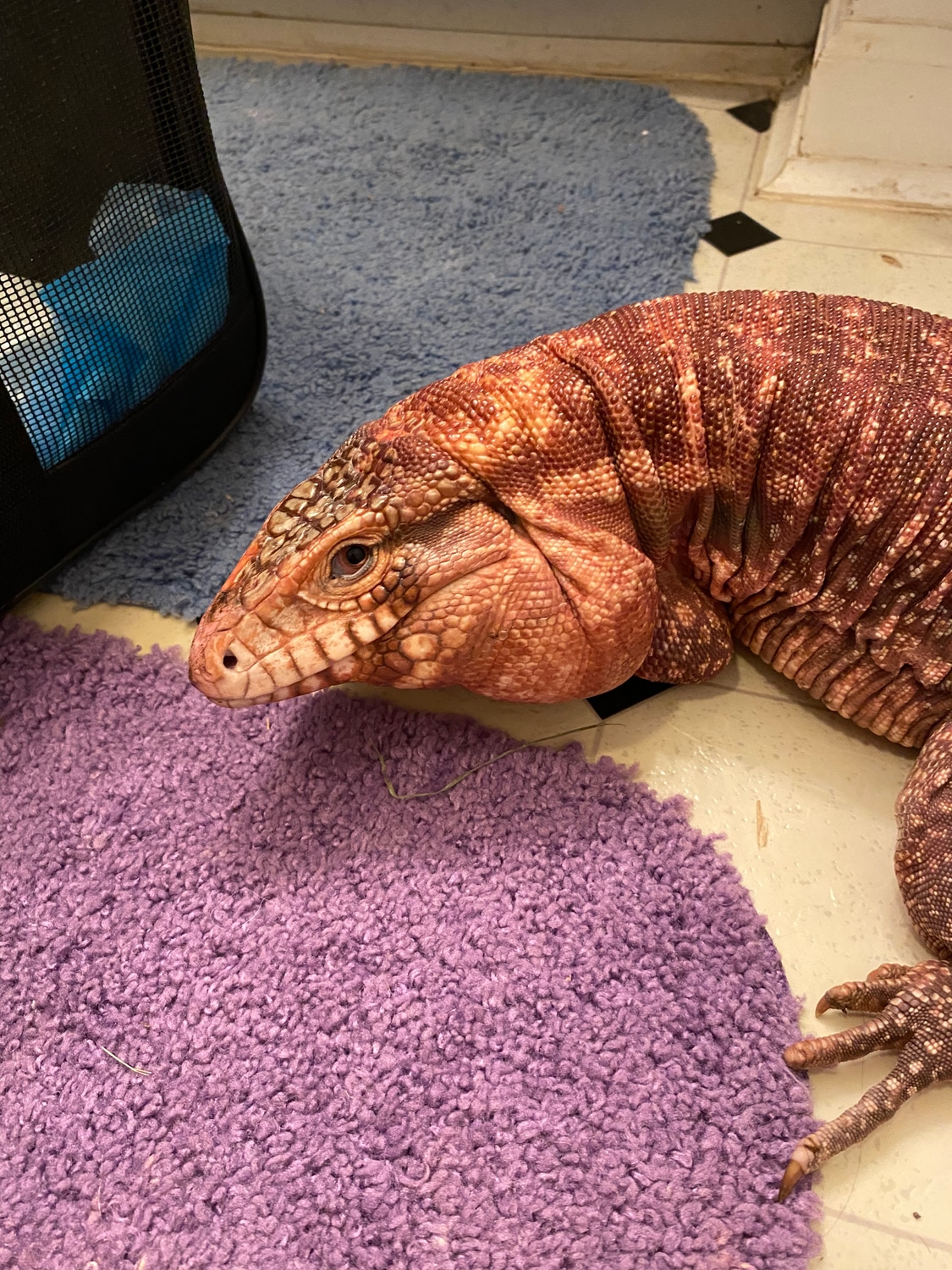 Pure Red Salvator Tegu by Frolicking Tegus - MorphMarket