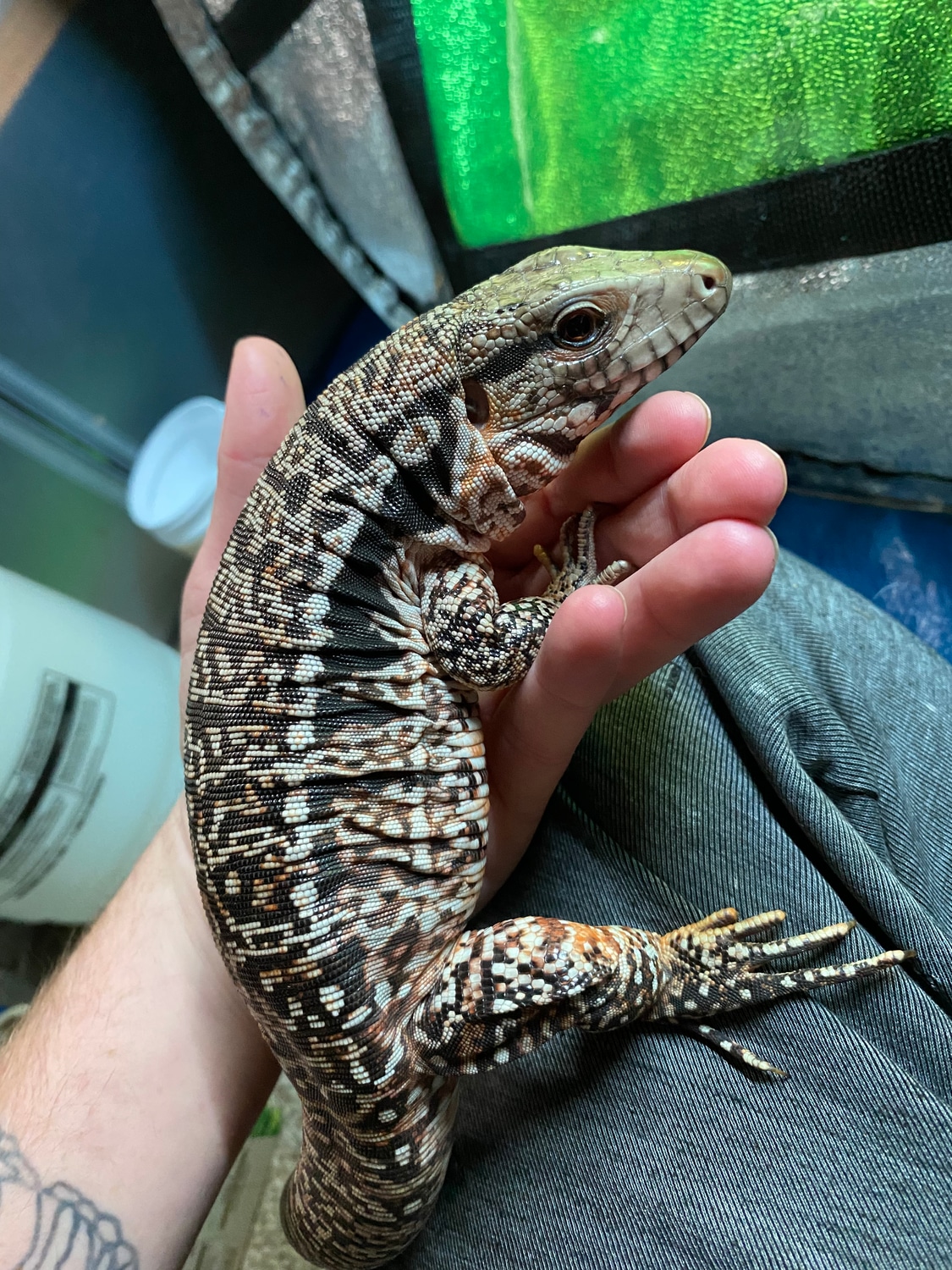 Fire Ice X Red 50% Pos Het Albino Other Tegu by Frolicking Tegus ...