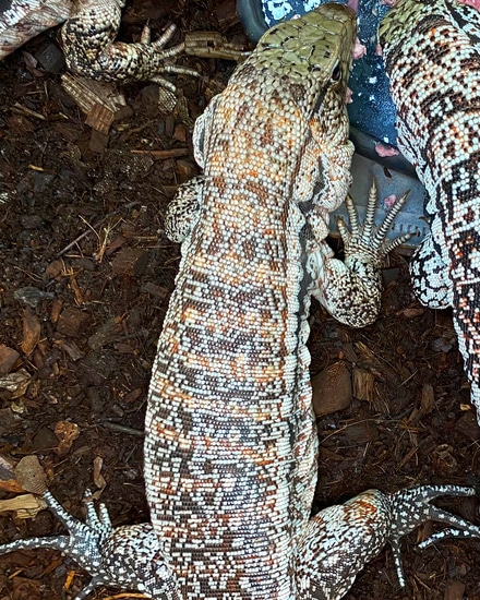Fire Ice X Red 50% Het Albino Argentine Tegus by Frolicking Tegus