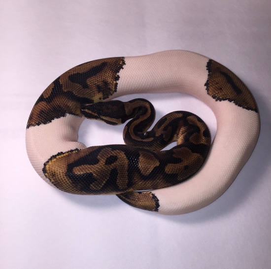 Piebald Ball Python by Royal Serpent Addiction