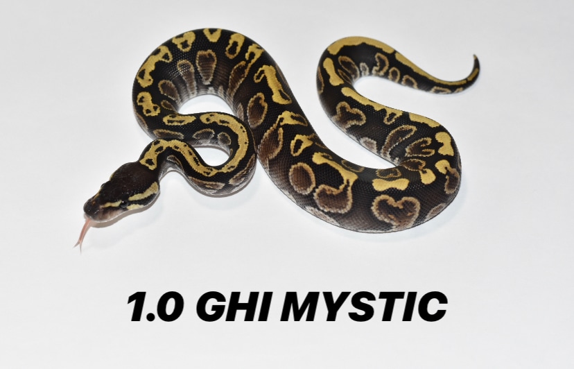 Ghi Mystic Ball Python by Royal Serpent Addiction - MorphMarket