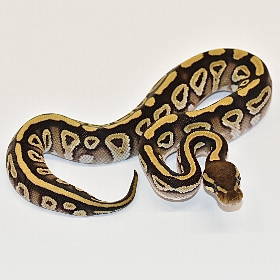 Mojave 50%Het Pied Ball Python by Royal Serpent Addiction - MorphMarket