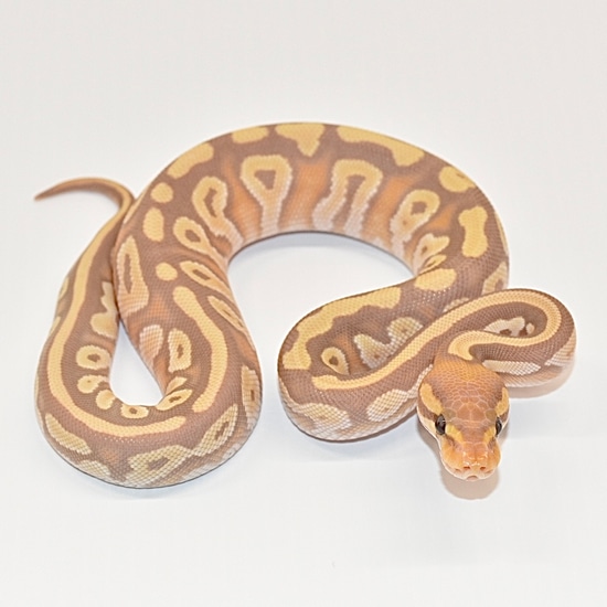 Mojave Banana 50%HetPied Ball Python by Royal Serpent Addiction