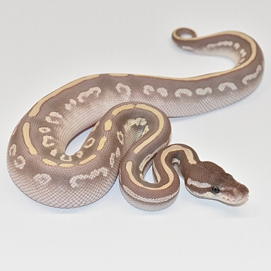 Mystic Potion Ball Python by Royal Serpent Addiction