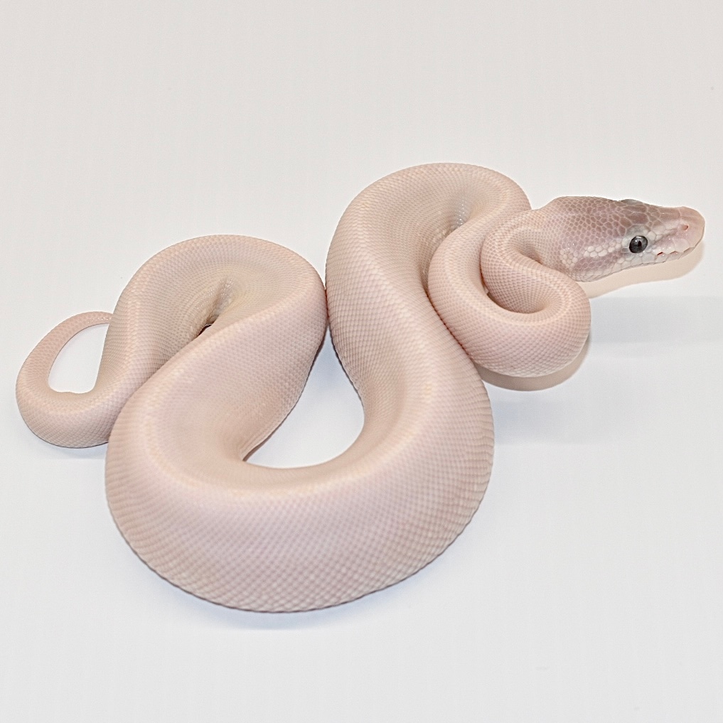 Super.Mojave Ball Python by Royal Serpent Addiction - MorphMarket