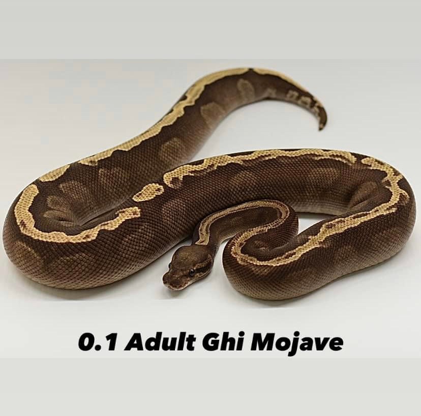 Ghi Mojave Ball Python by Royal Serpent Addiction - MorphMarket