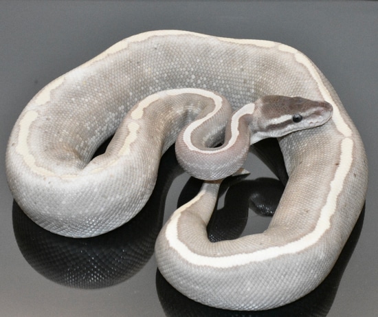 Ghi Mystic Potion Ball Python by Royal Serpent Addiction