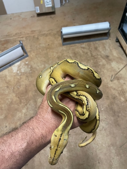 22 Phantom Sunfire Reticulated Python by Blaze Garrett