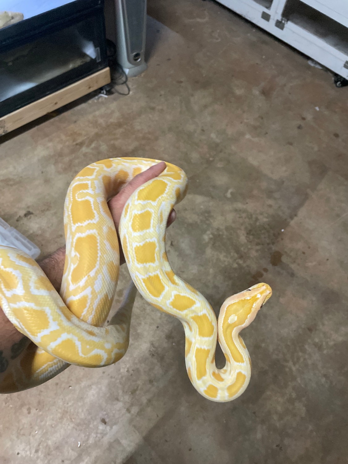 Albino Burmese Burmese Python by Blaze Garrett - MorphMarket