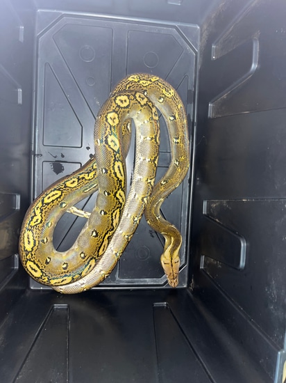 Phantom Retic Reticulated Python by Blaze Garrett