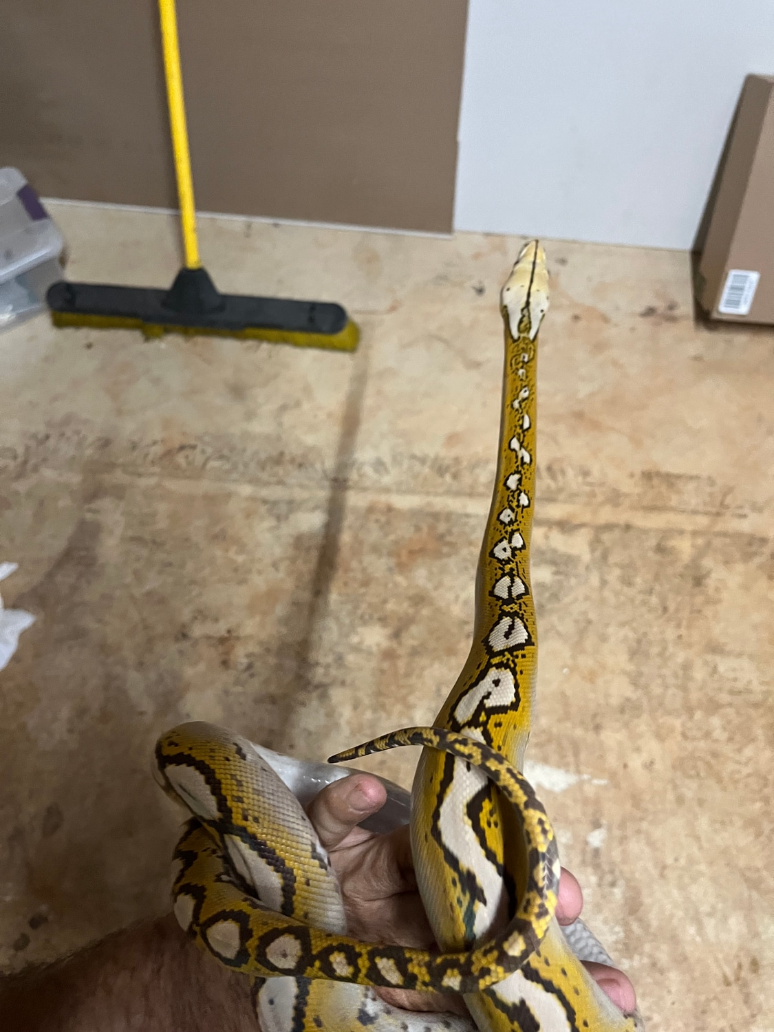 Mocha Motley Reticulated Python by Blaze Garrett - MorphMarket