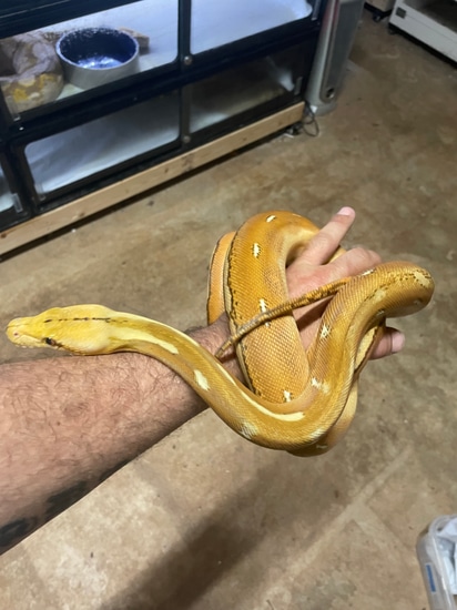 2022 Female Orange Ghost Stripe Reticulated Python by Blaze Garrett