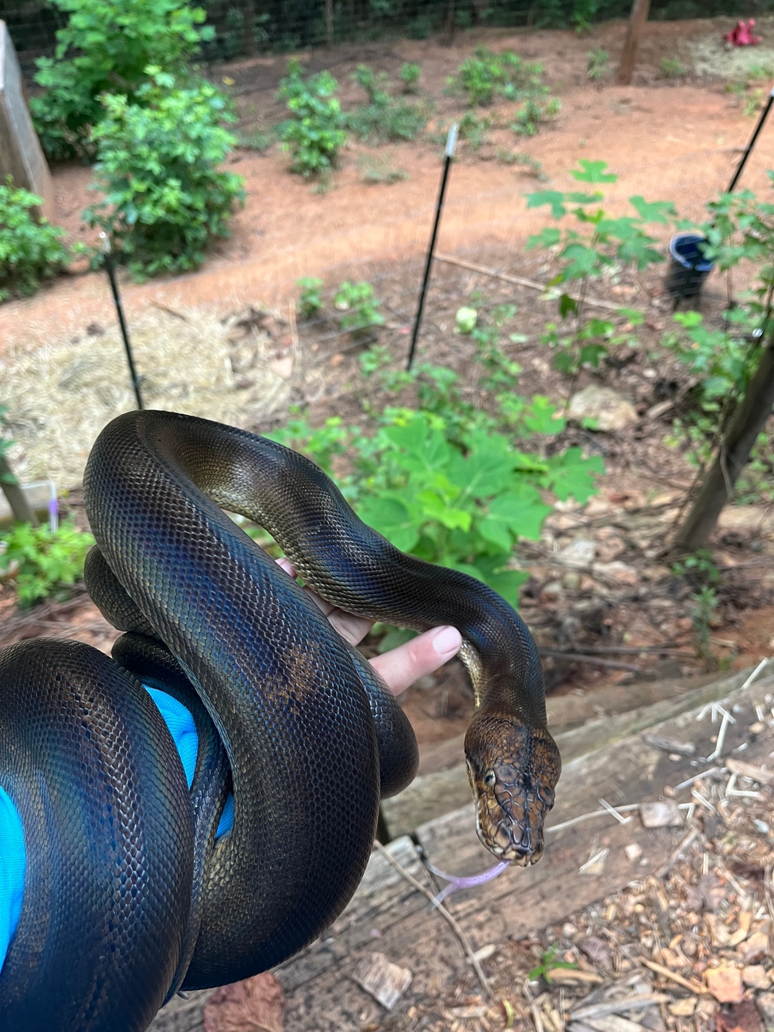 Phantom Goldenchild Reticulated Python by Blaze Garrett - MorphMarket