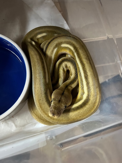 Super Suntiger Titanium Reticulated Python by Blaze Garrett