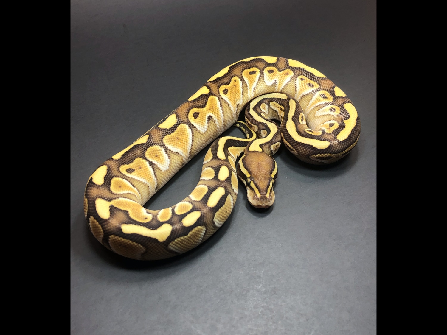 Butter 100% Het Clown Ball Python by Bgilereptiles - MorphMarket
