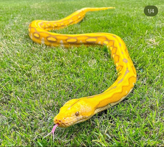 Mochino Sunfire Tiger Retic Reticulated Python by Gilly’s Snake Pit