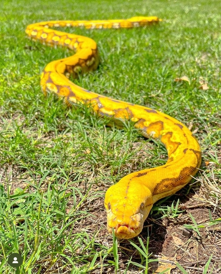 Blonde Tiger Retic Reticulated Python by Gilly’s Snake Pit