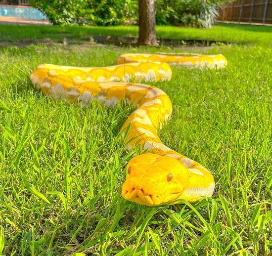 Fruitbasket Retic Reticulated Python by Gilly’s Snake Pit