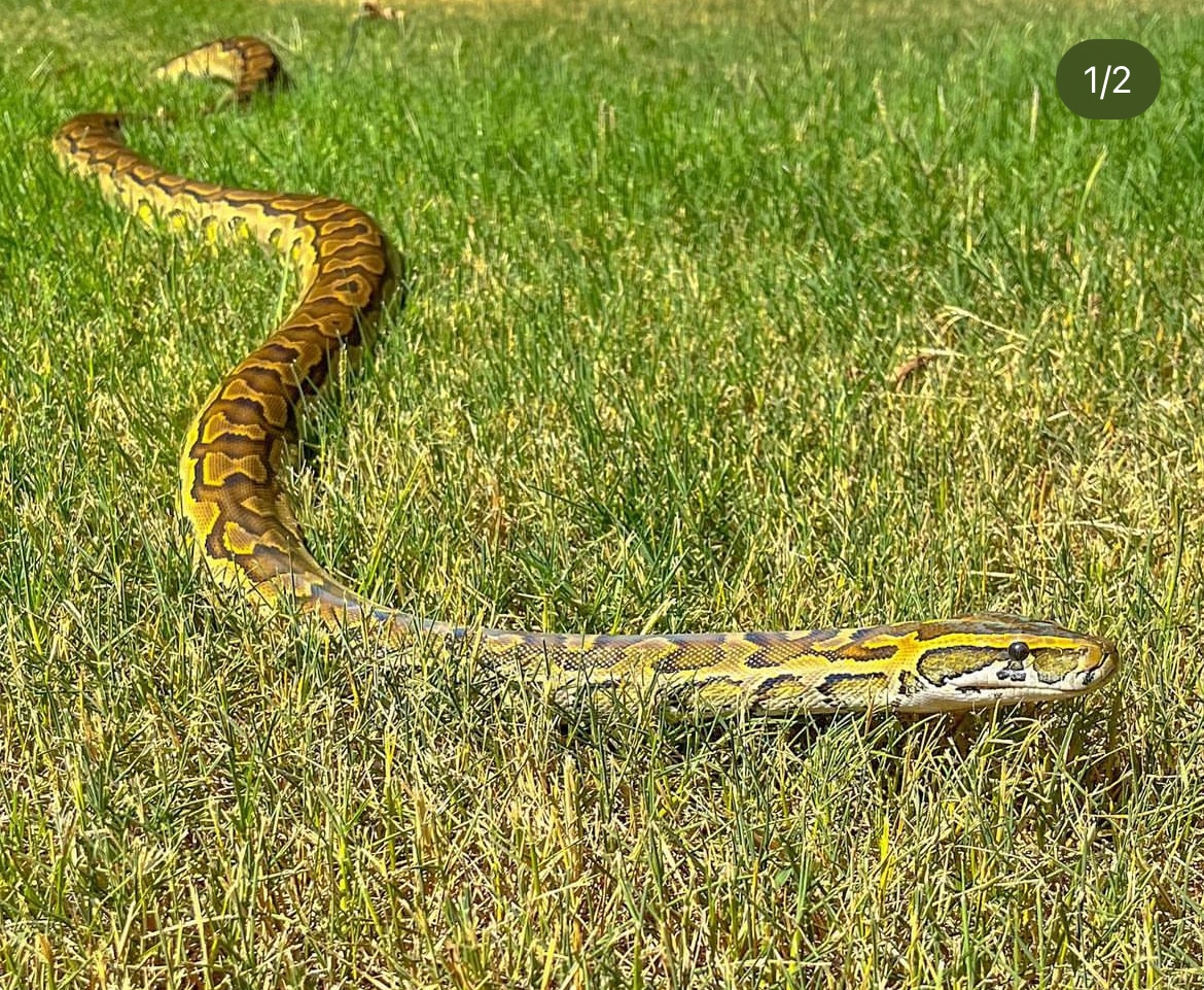 African Rock Het Patternless Rock Python by Gilly’s Snake Pit - MorphMarket