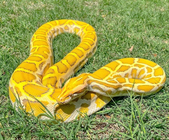 Gulf Coast Caramel Burmese Python by Gilly’s Snake Pit