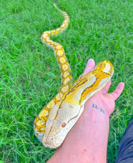 Mocha Caramel Retic Reticulated Python by Gilly’s Snake Pit