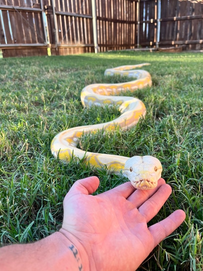 Renick Ghost Tiger Reticulated Python by Gilly’s Snake Pit