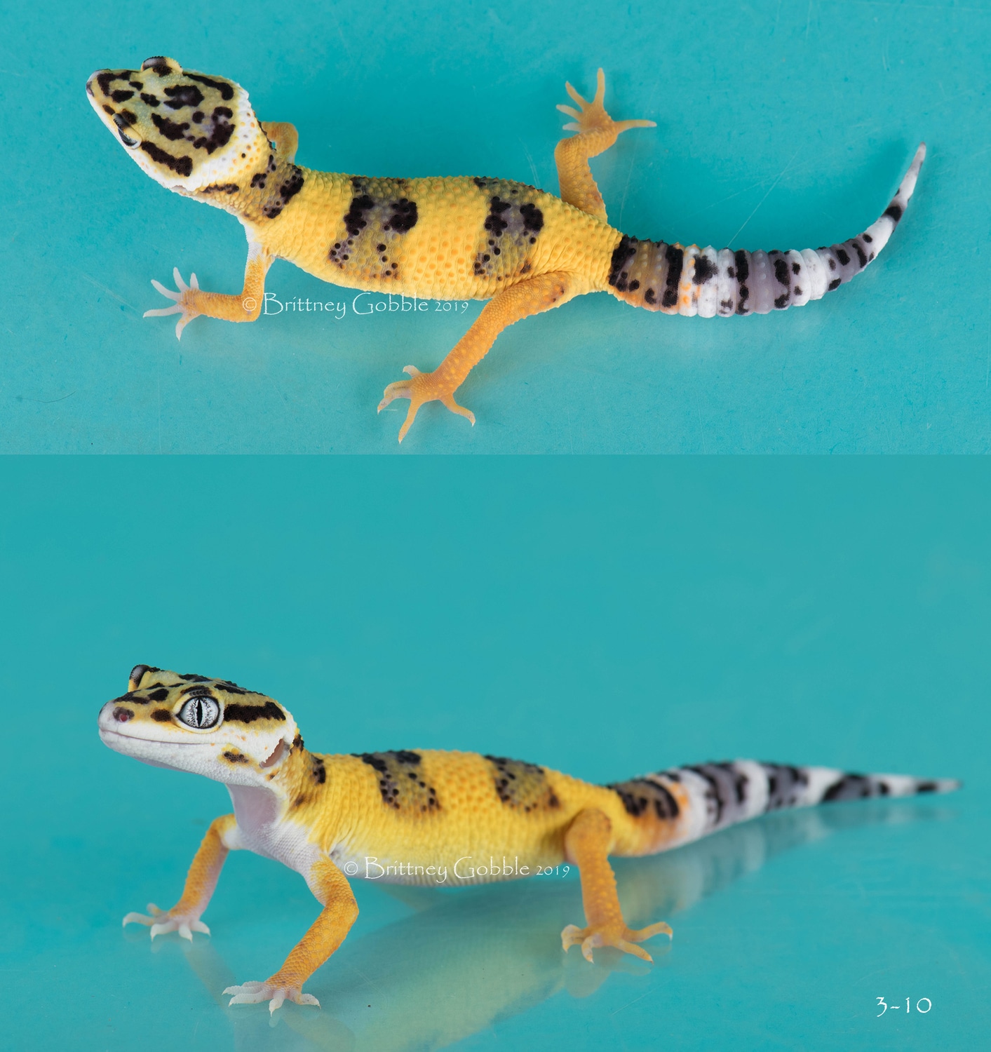 Lemon Frost Leopard Gecko by Gobble’s Reptiles - MorphMarket