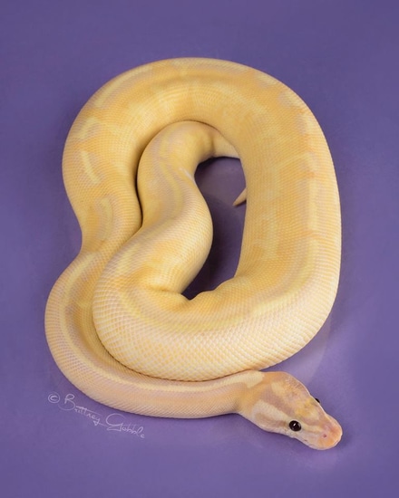 Banana Fire Freeway Proven Breeder Ball Python by Gobble’s Reptiles