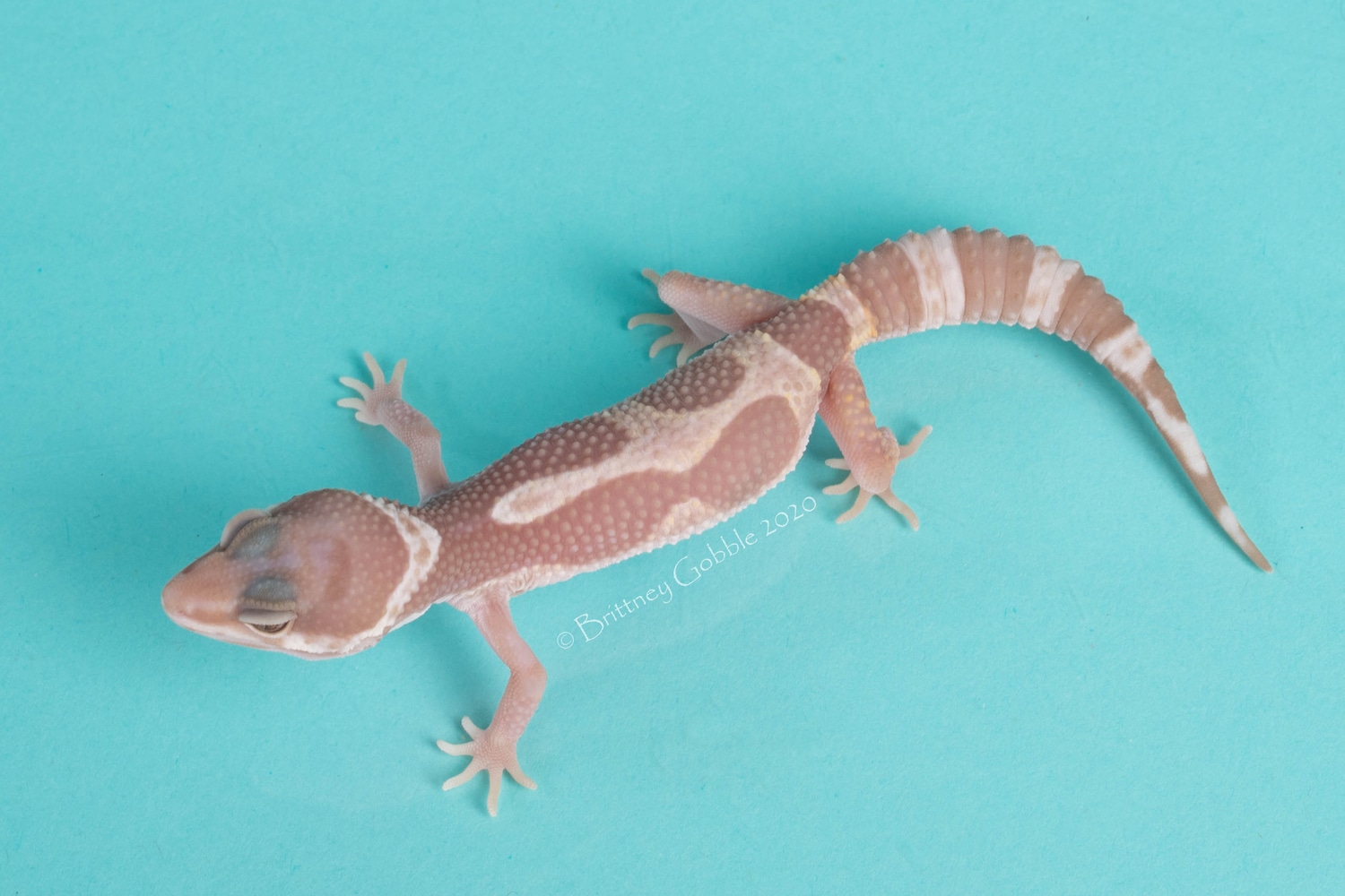 Black Night Mack Snow Tremper Albino LG200525IF2 Leopard Gecko by ...