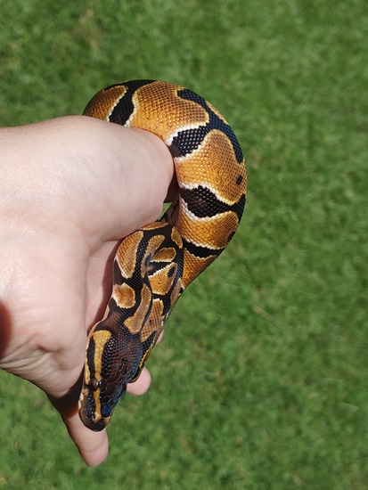 NR Mandarin Orange Dream BP200605F3 Ball Python by Gobble’s Reptiles