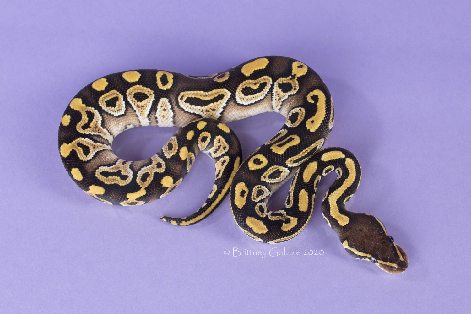 Mojave Dbl Het Monsoon/Lavender Albino 50% Het Pied BP200815M5 Ball ...