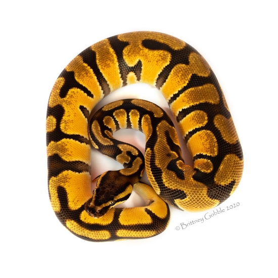 NR Mandarin Orange Dream Enchi BP200605M3 Ball Python by Gobble’s Reptiles