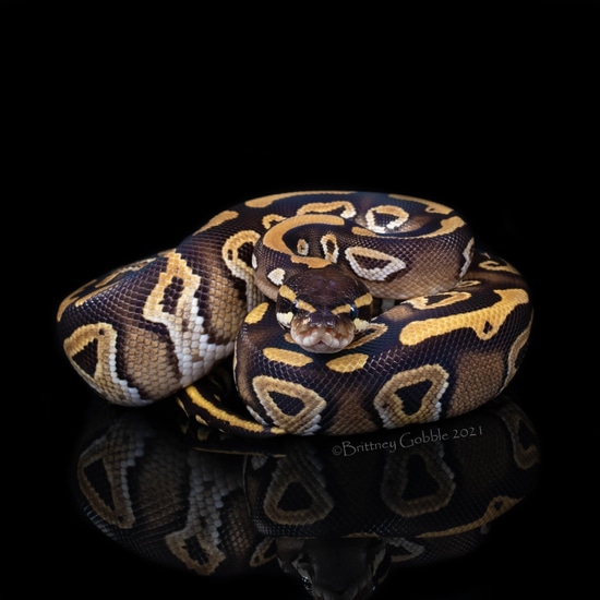 Jedi Mojave BP201111M3 Ball Python by Gobble’s Reptiles