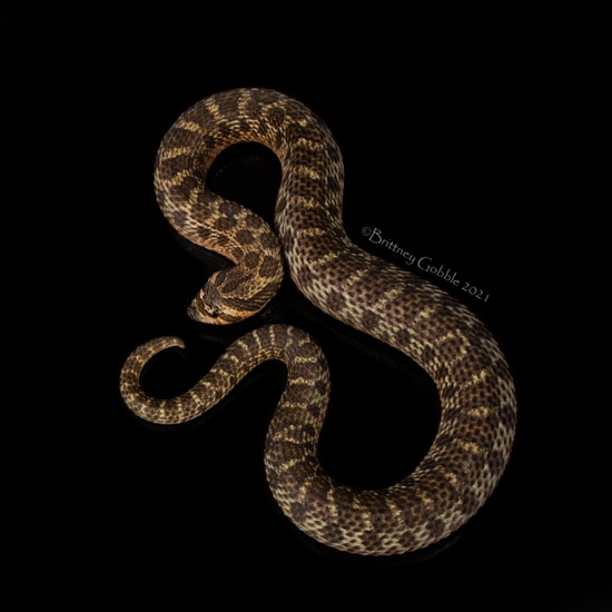 Sable Hognose Snake Western Hognose by Gobble’s Reptiles