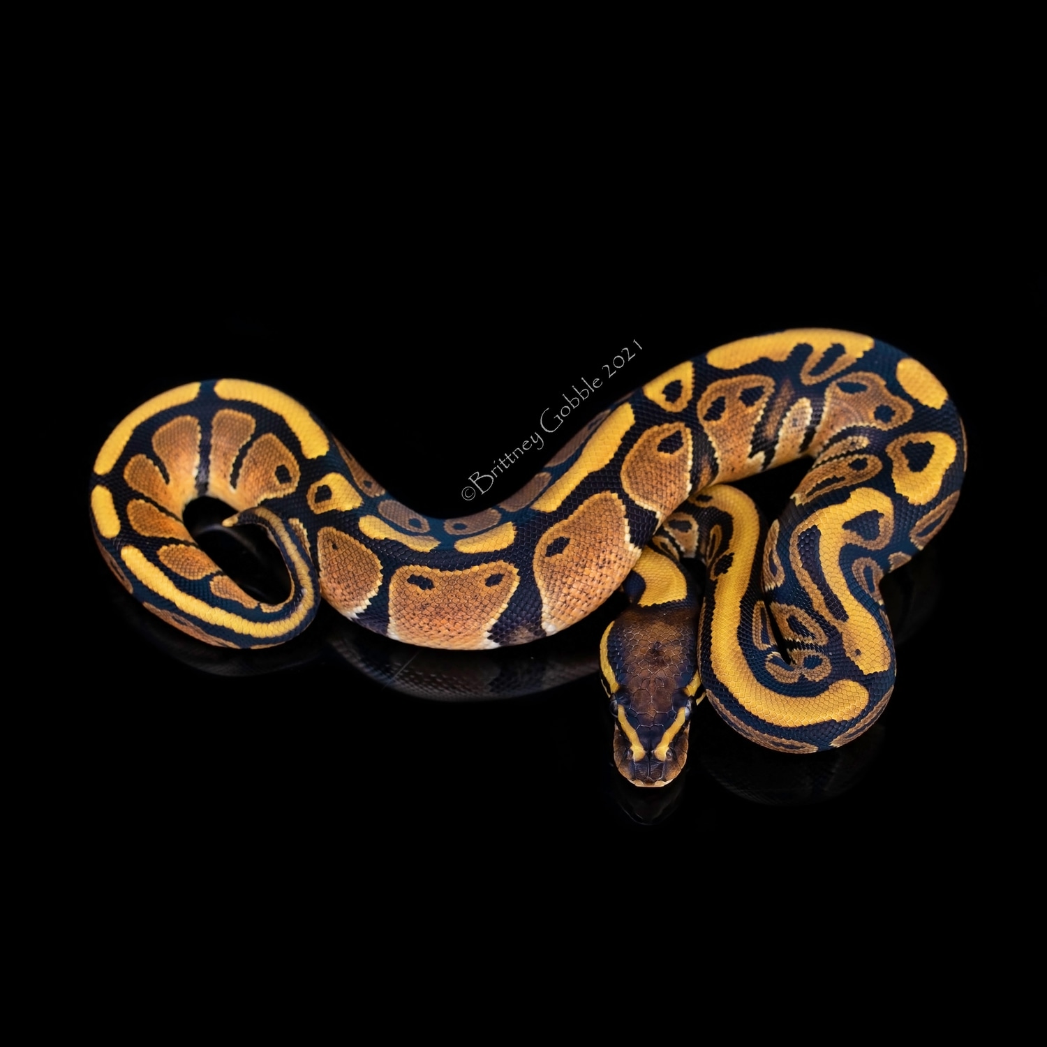 X-treme Gene BP210515F1 Ball Python by Gobble’s Reptiles - MorphMarket