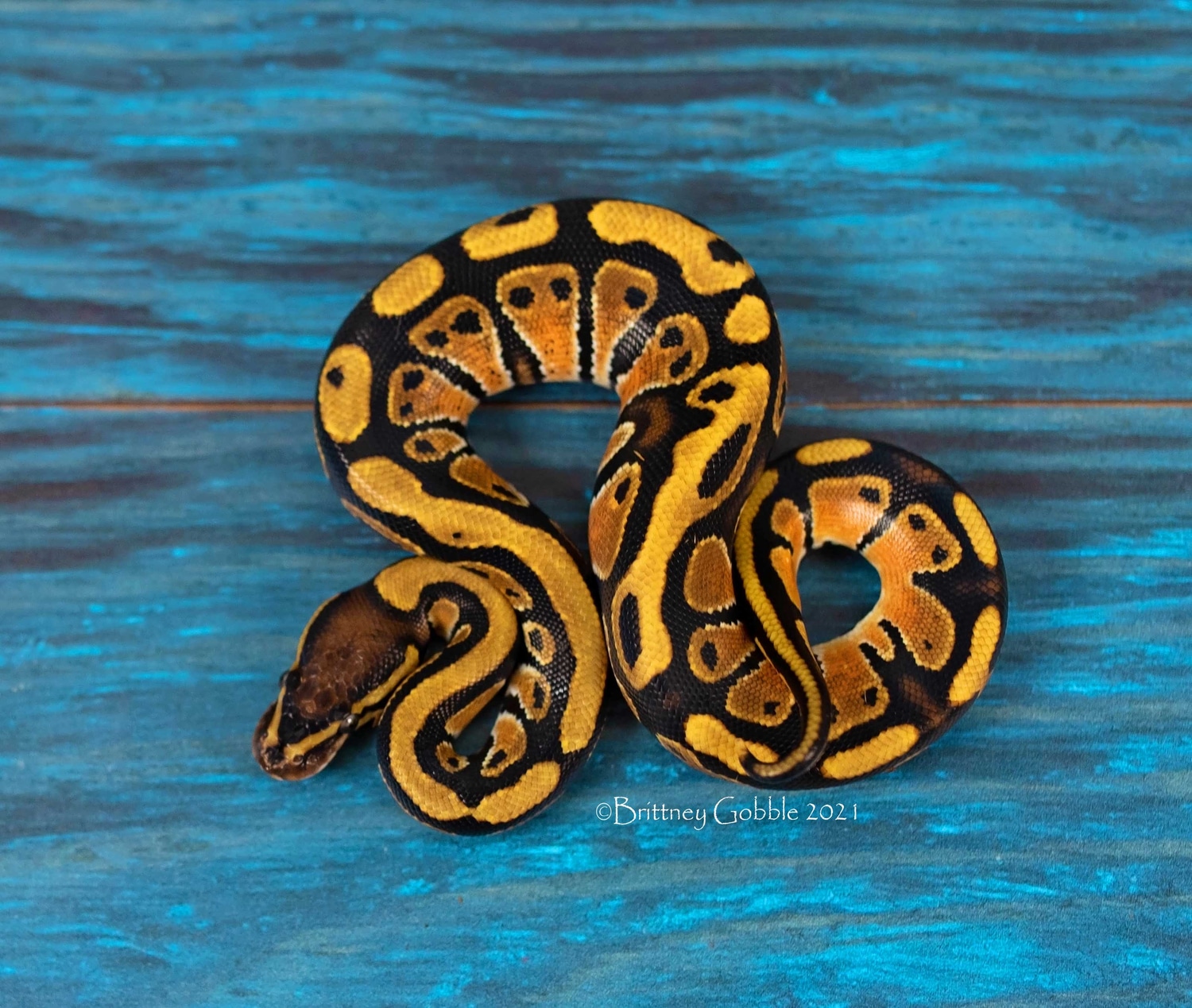 Orange Dream Yellow Belly BP210630M1 Ball Python by Gobble’s Reptiles ...
