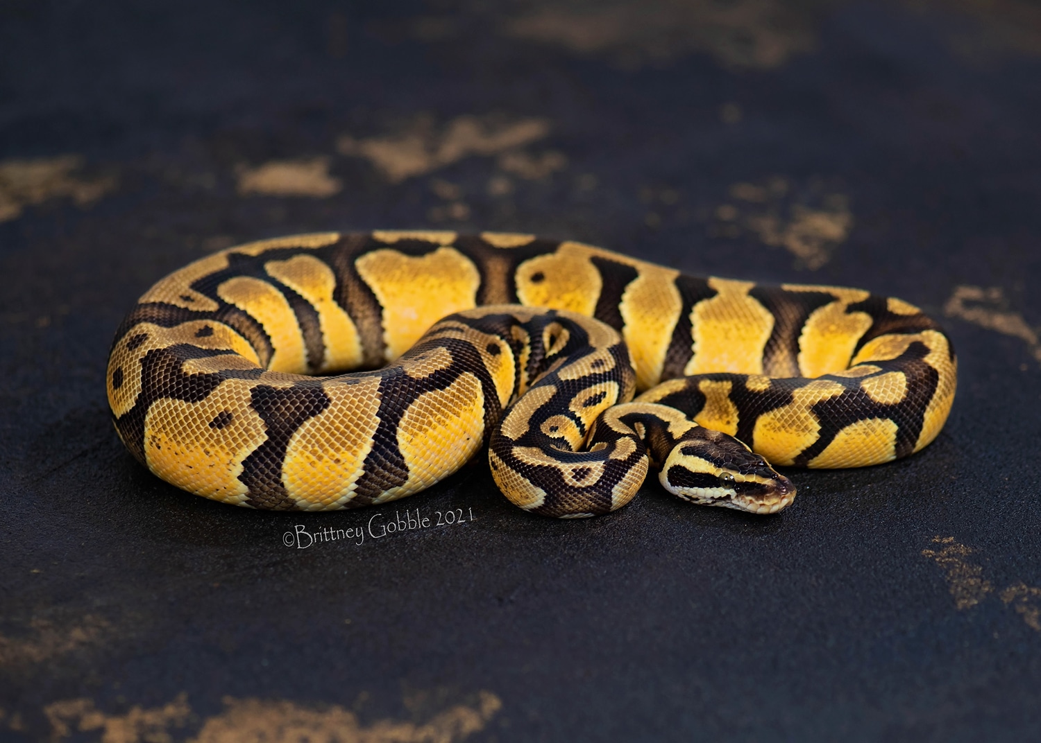NR Mandarin Enchi Fire BP201216M2 Ball Python by Gobble’s Reptiles ...
